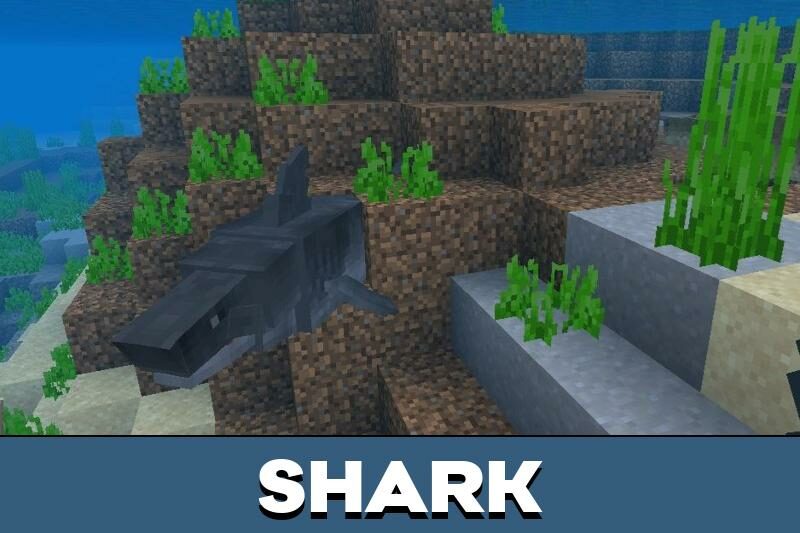Download Dolphins Mod for Minecraft PE - Dolphins Mod for MCPE